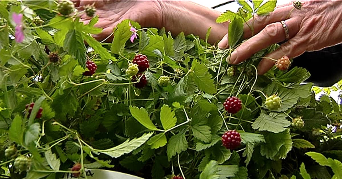 Mesimarja menestyisi Suomessa hyvin – viljelystä on vain hankalaa saada ...