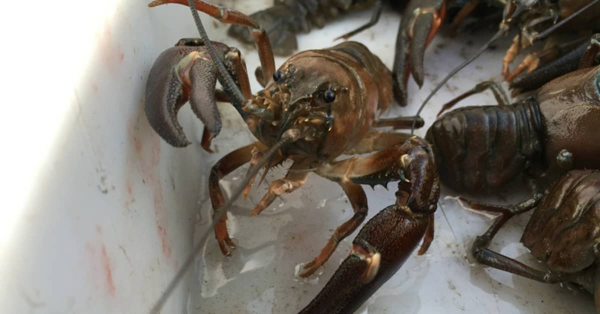 Crayfish season off to a slow start this year | Yle