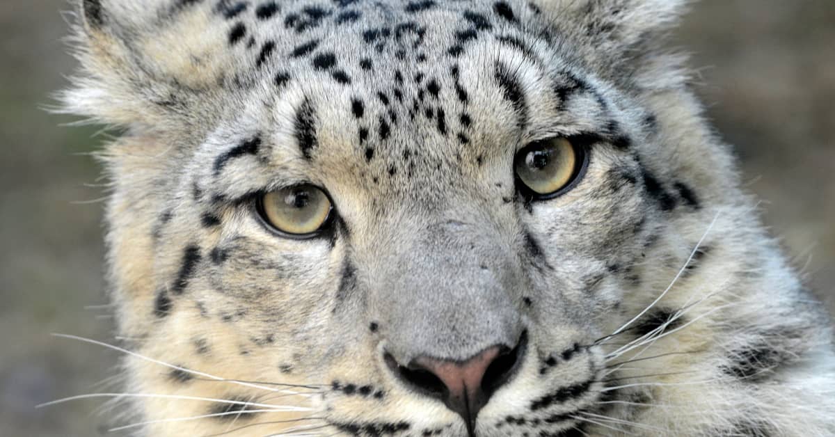 Lumileopardi ei ole enää erittäin uhanalainen laji | Yle