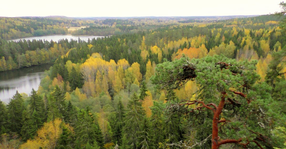 Missä on Suomen kaunein ruska? Lähetä meille kuva | Yle