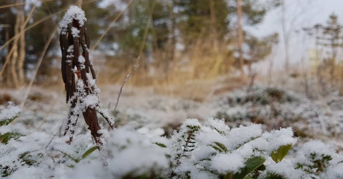 Season’s first snowflakes fall in Lapland | Yle