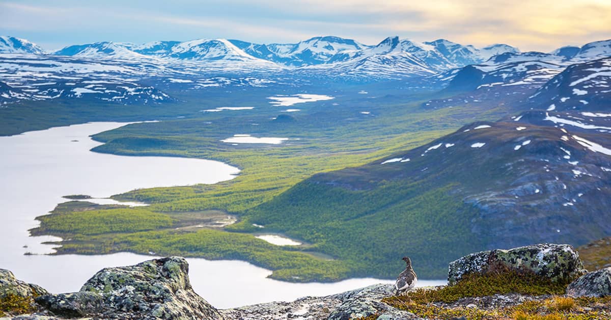Lintukin hiljentyy luonnon kauneuden äärellä – katso upea vuoden ...