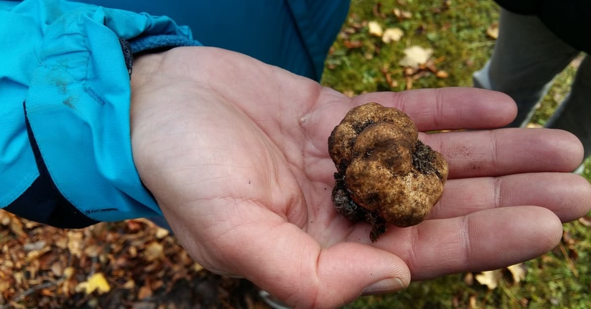Varsinaissuomalaisesta perunamaasta paljastui poikkeuksellisen suuri ...