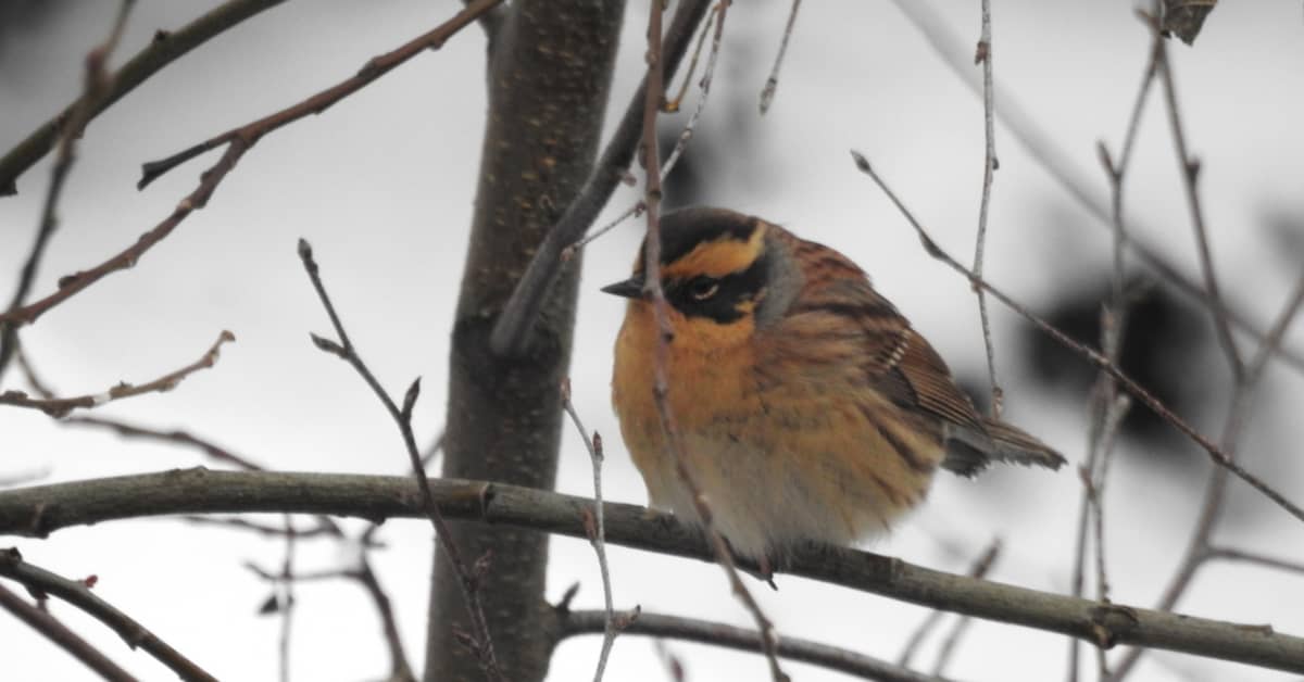 Puzzling migration fluke brings thousands of Siberian birds to Finland ...