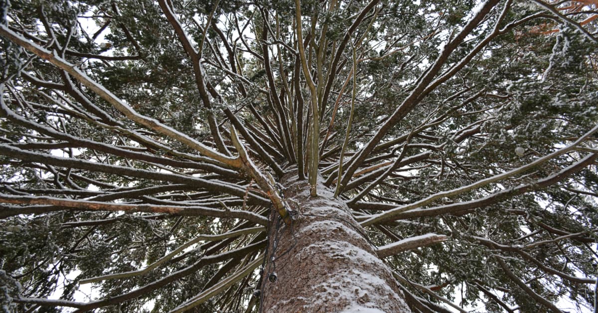 Syöpälääkkeitä ja flunssarohtoja - tunnetko Suomen terveellisimmät puut ...