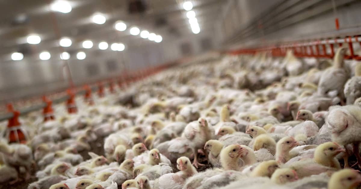 Farming lobbies decry WWF meat guide | Yle