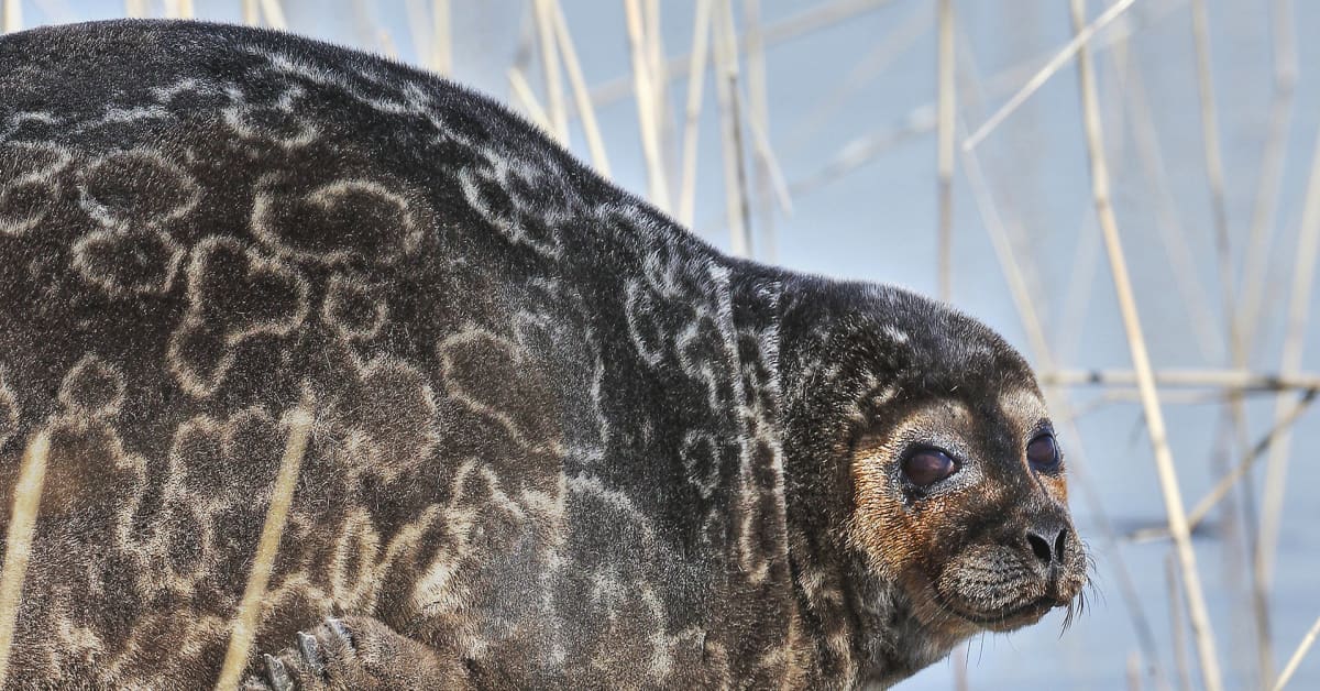 Fishing ban lifted near habitat of endangered ringed seals | Yle