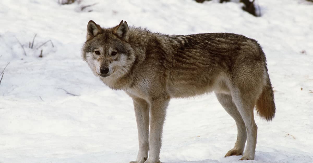 Wolves shot amid "exceptional number" of backyard sightings in Western ...