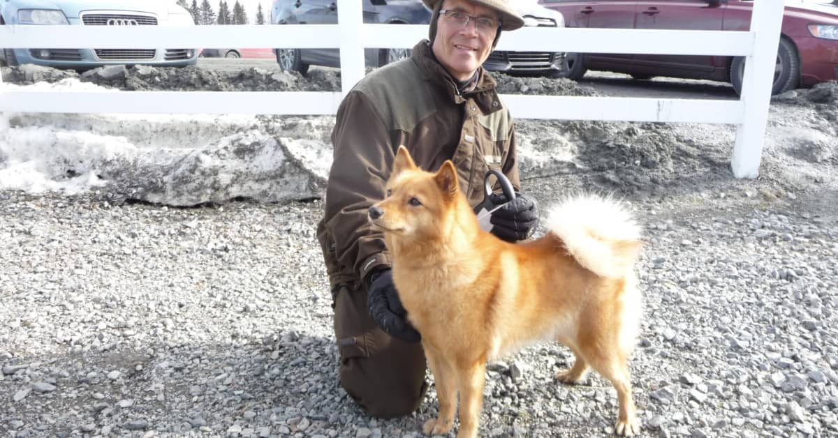 Suomenpystykorva Essi on Halttusen perheessä se kaikkien rakkain koira ...