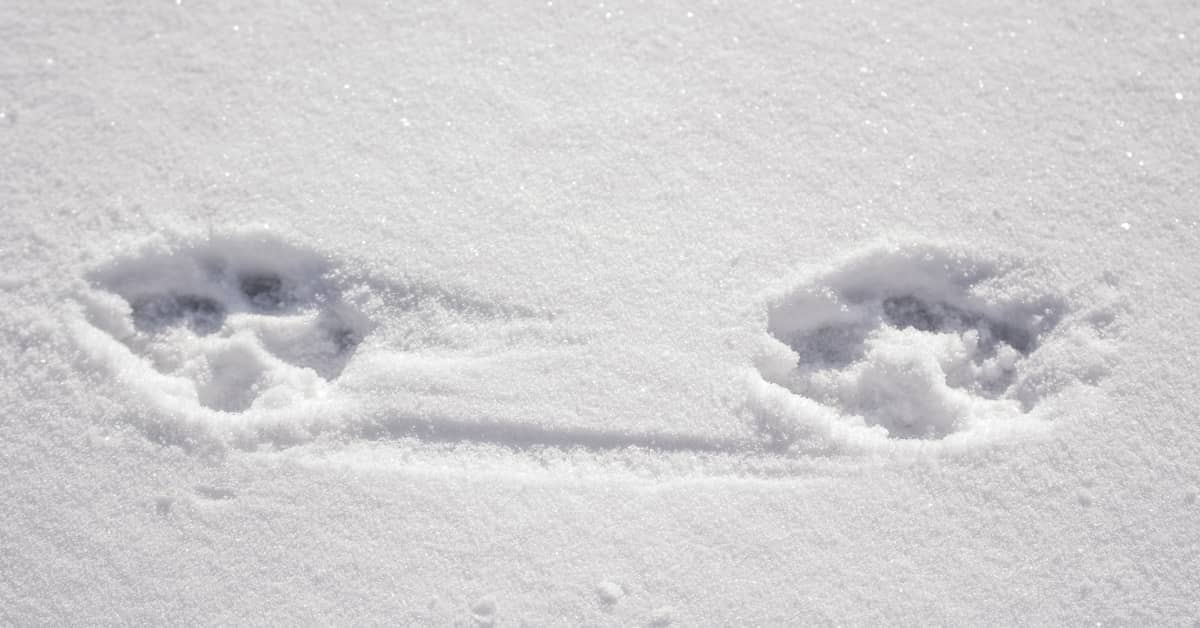 Kuka kävi kotipihassa? Testaa, tunnistatko eläinten jäljet lumella | Yle
