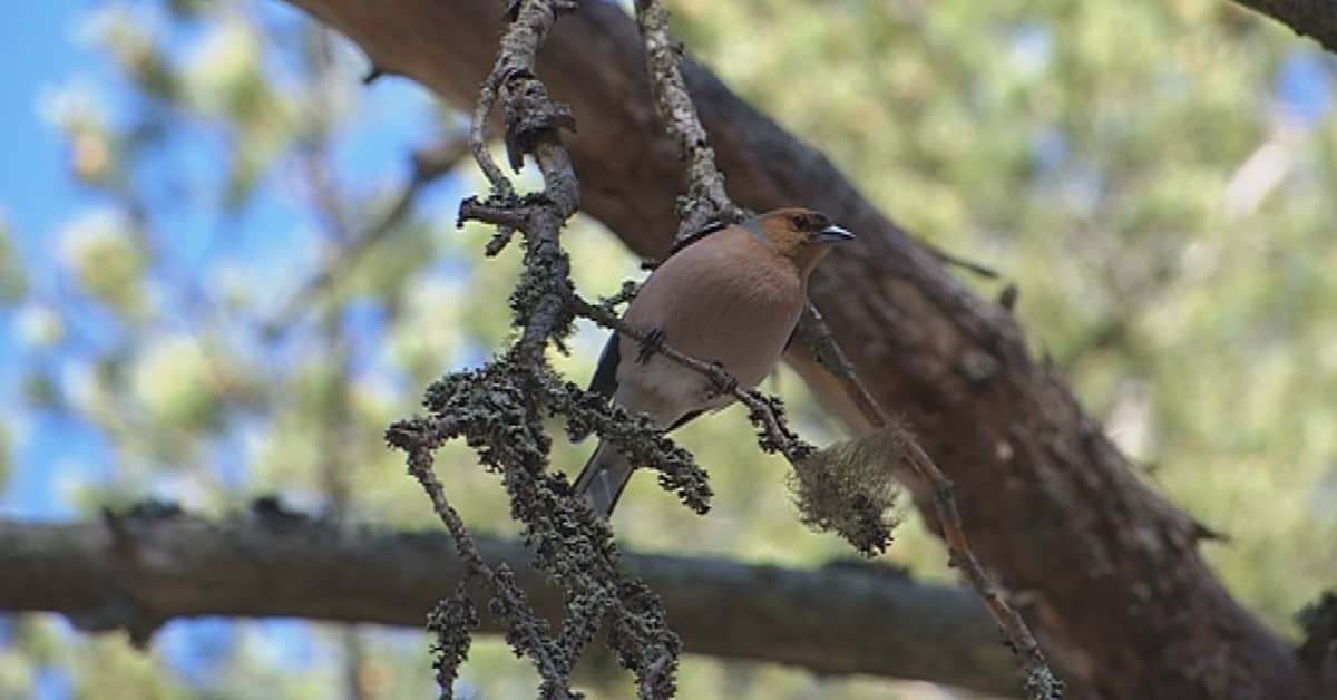 Peipot muuttavat parhaillaan pois Suomesta | Yle