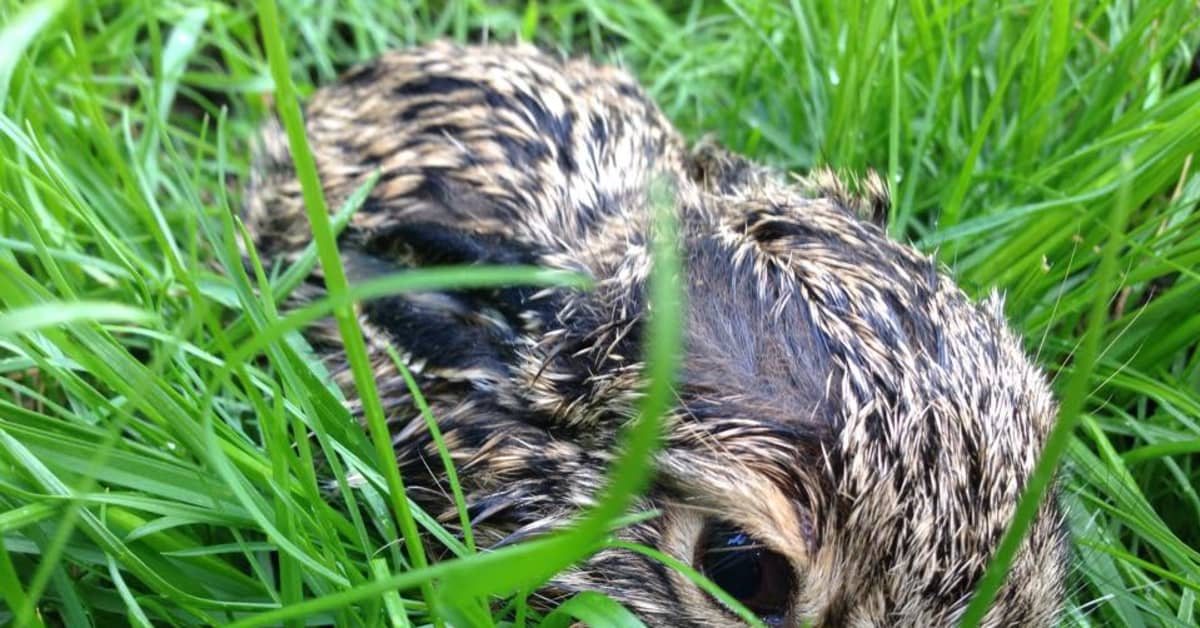 Siilit saunassa, rusakon poikaset autotallissa – vapaaehtoisen kevät ...