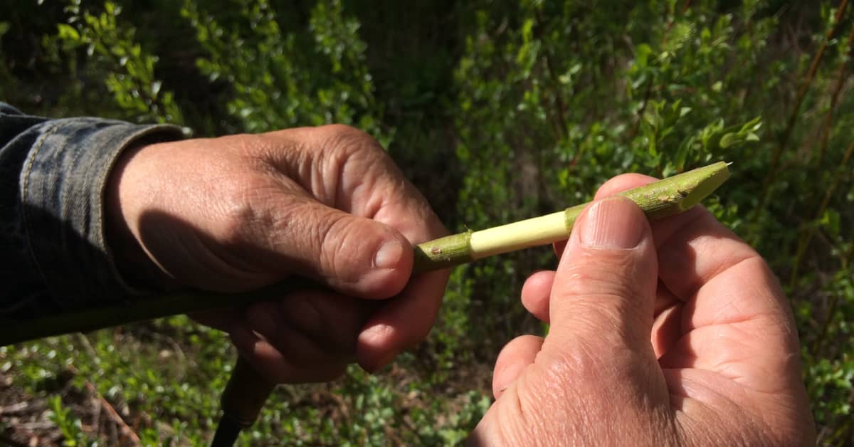 Pajupillin tekeminen on mukavaa puuhaa – näillä ohjeilla onnistut | Yle