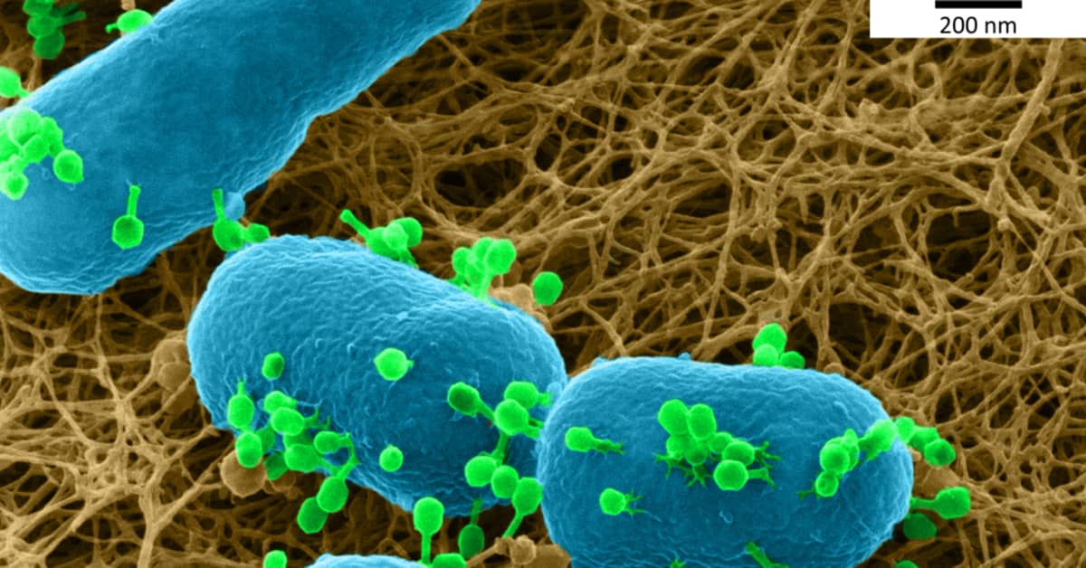 Bakteereja tappavat virukset kiinnostavat nyt tutkijoita – faageista ...