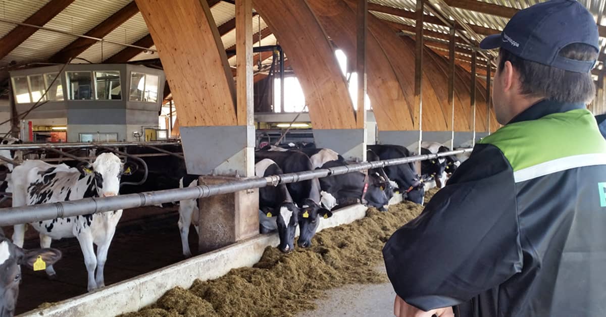 Farmers in uproar as S-Group cuts food prices | Yle