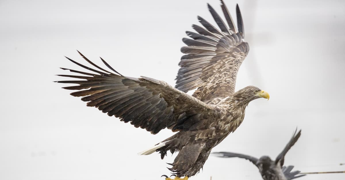 Ennen vainottu merikotka pesii nyt ensimmäistä kertaa Keski-Suomessa | Yle