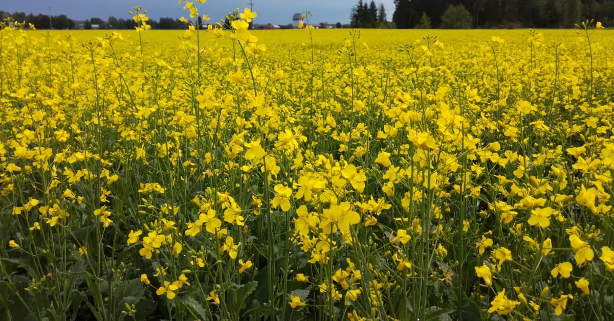 Rapsi voitti rypsin – ja kiinnostaa koko ajan enemmän | Yle