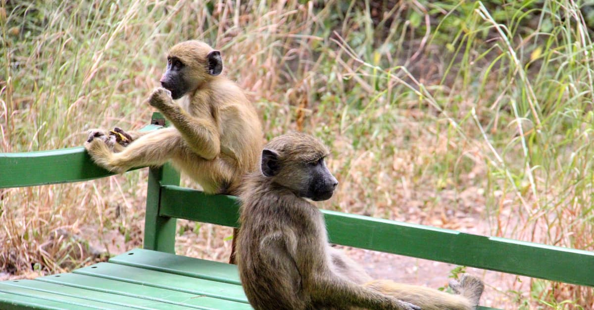 Sähköjohtoja käpälöinyt paviaani aiheutti mittavan sähkökatkon ...