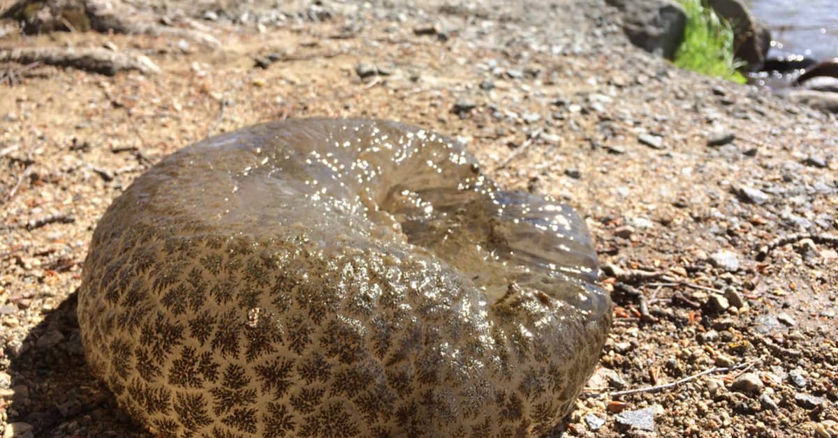 Invasive "moss animal" gains foothold in Finland | Yle