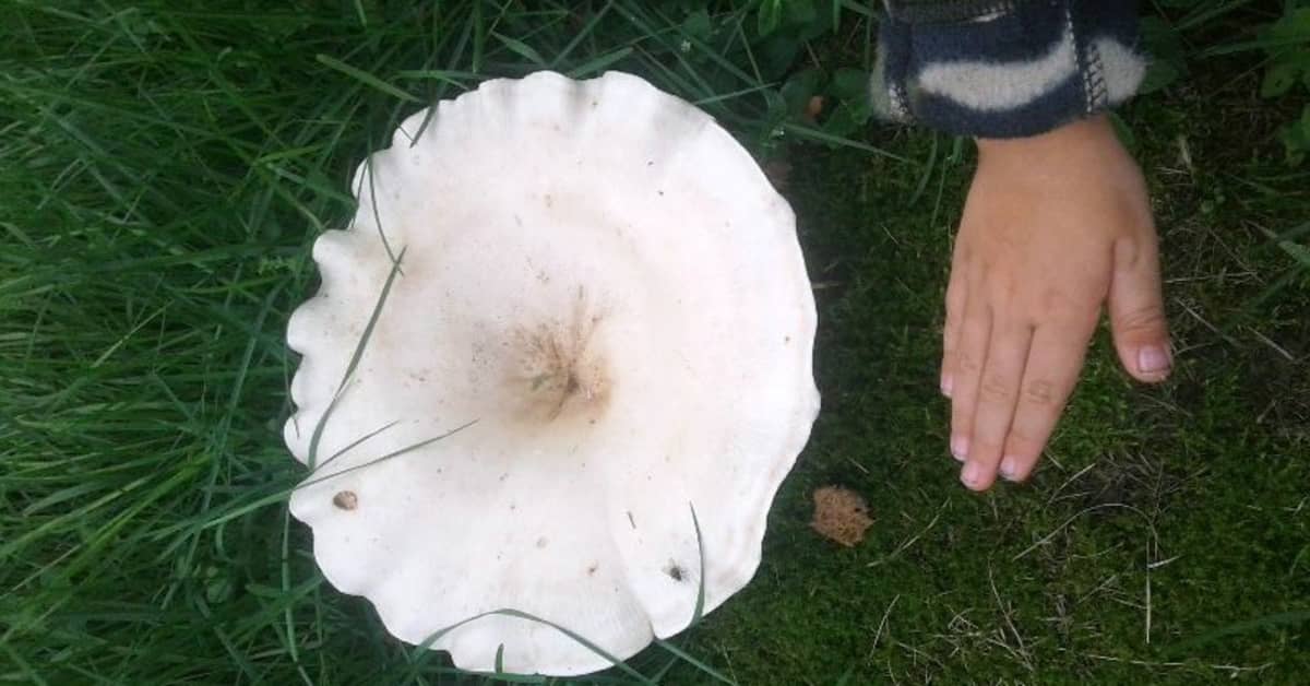 Kuva: Valtava sieni ilmestyi pihapiiriin – ruokalautanenkin jää kokonsa ...