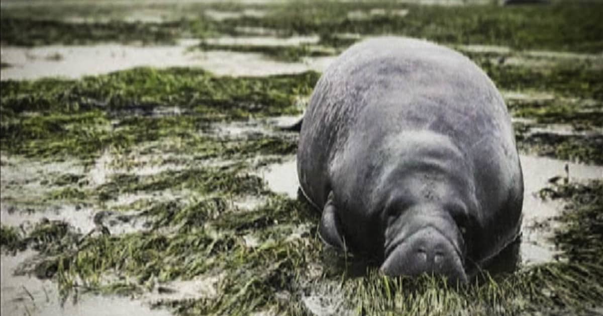 Asukkaat pelastivat mutaan juuttuneet manaatit Floridassa | Yle