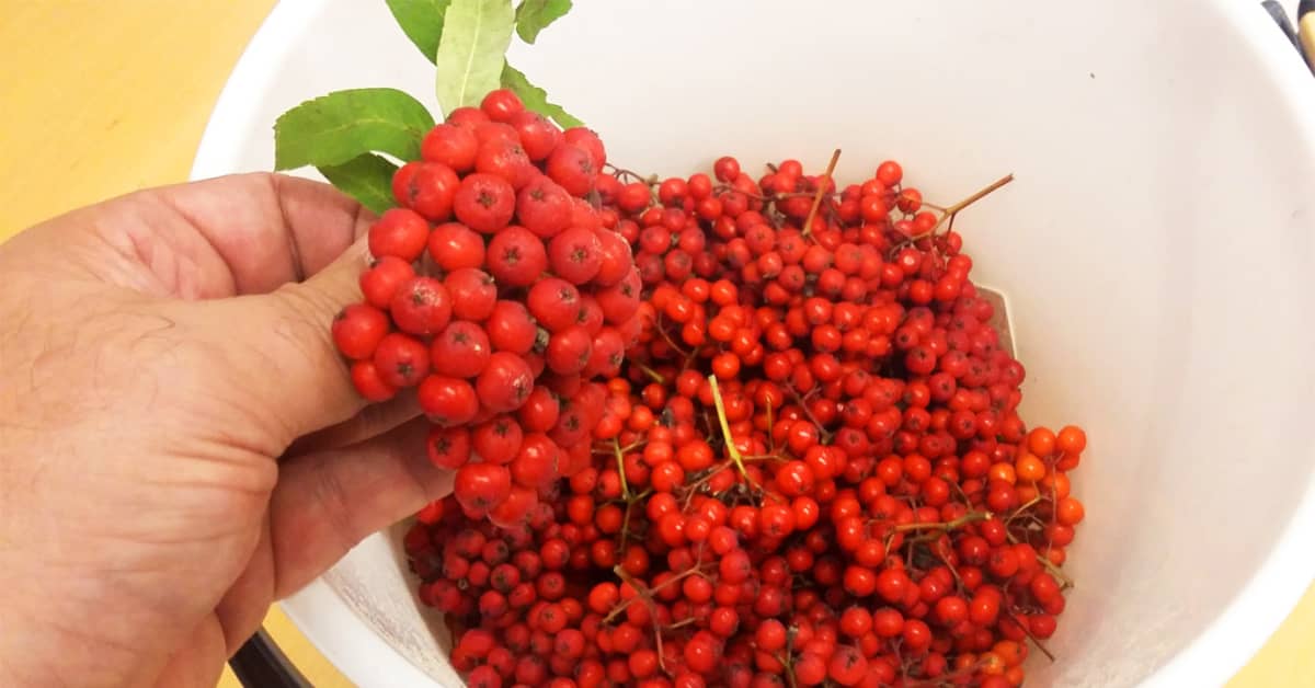 Pihlajanmarja on ”superfoodia” – ja sitä on nyt paljon | Yle