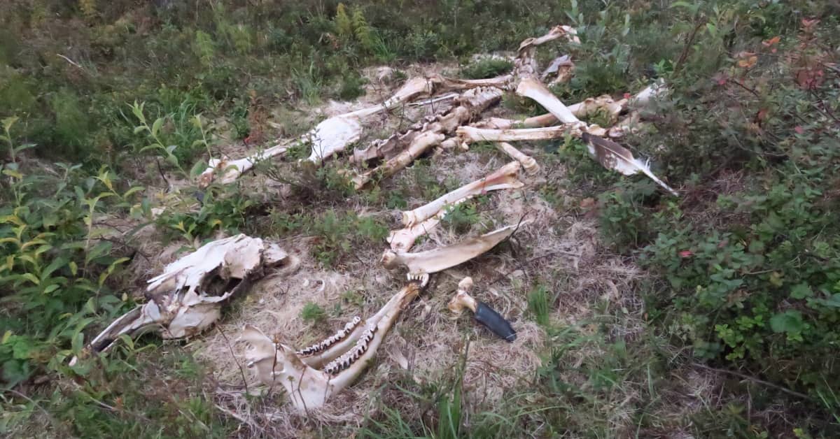 Dozens of dead moose discovered in Lapland, tests reveal they starved ...