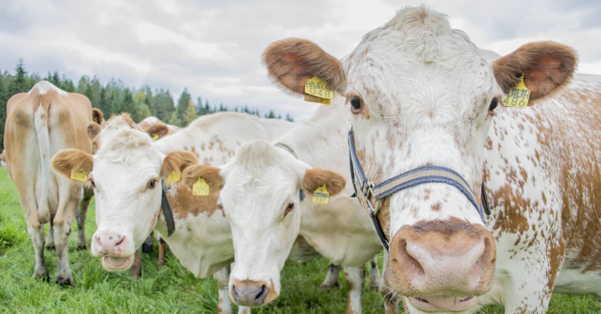 Naudan sappikivet 10 000 euroa kilolta – näin tarkkaan tuotantoeläimet ...