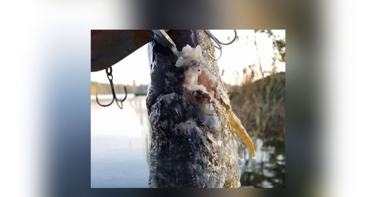 Dead, blistered, stinking fish found in chemically-cleaned Littoinen ...
