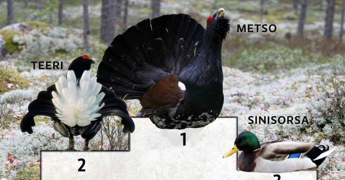 Suomessa asuu yhteensä 20 000 kiloa västäräkkejä – Mitkä lintulajit ...