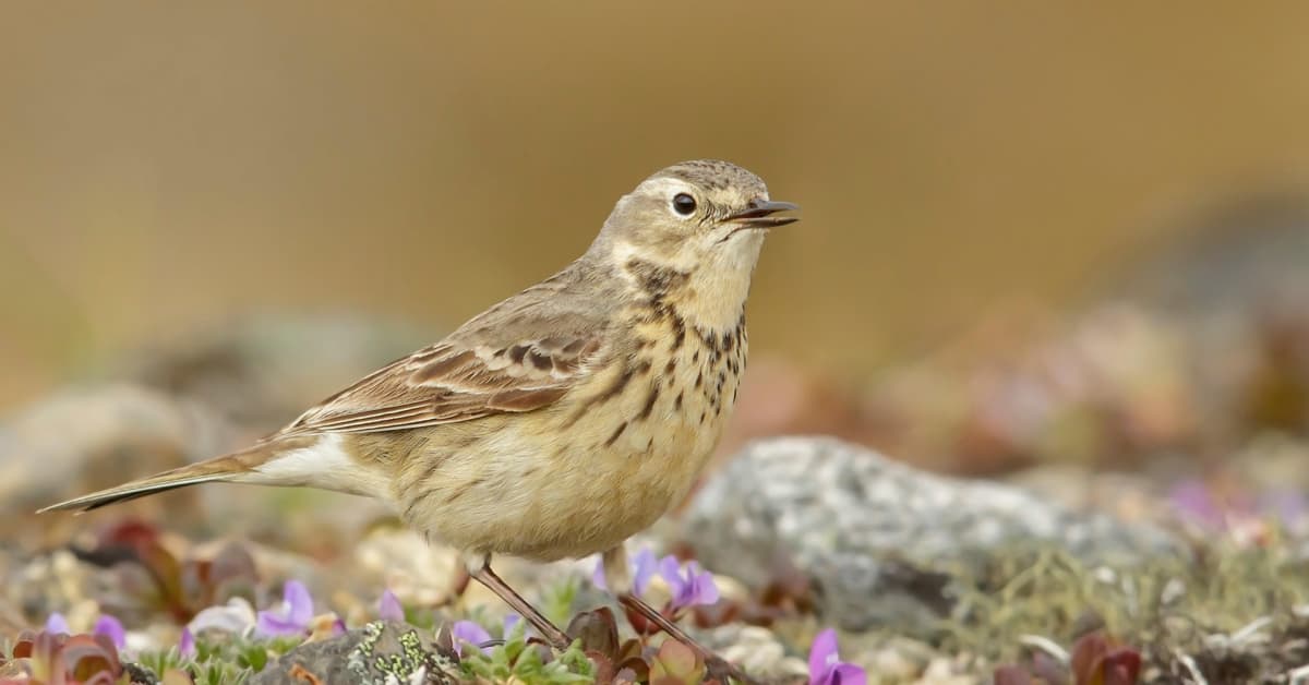 New foreign bird species spotted | Yle