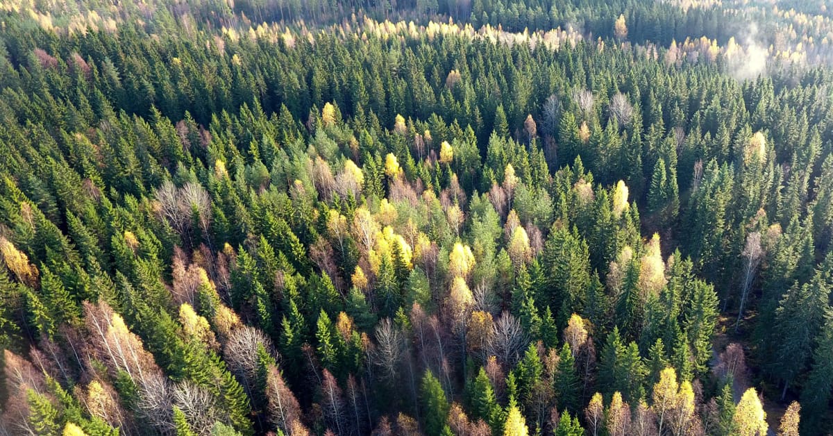 Kivet ja kannot käännetty metsätiedon avoimuudesta – hallitus taipui ...