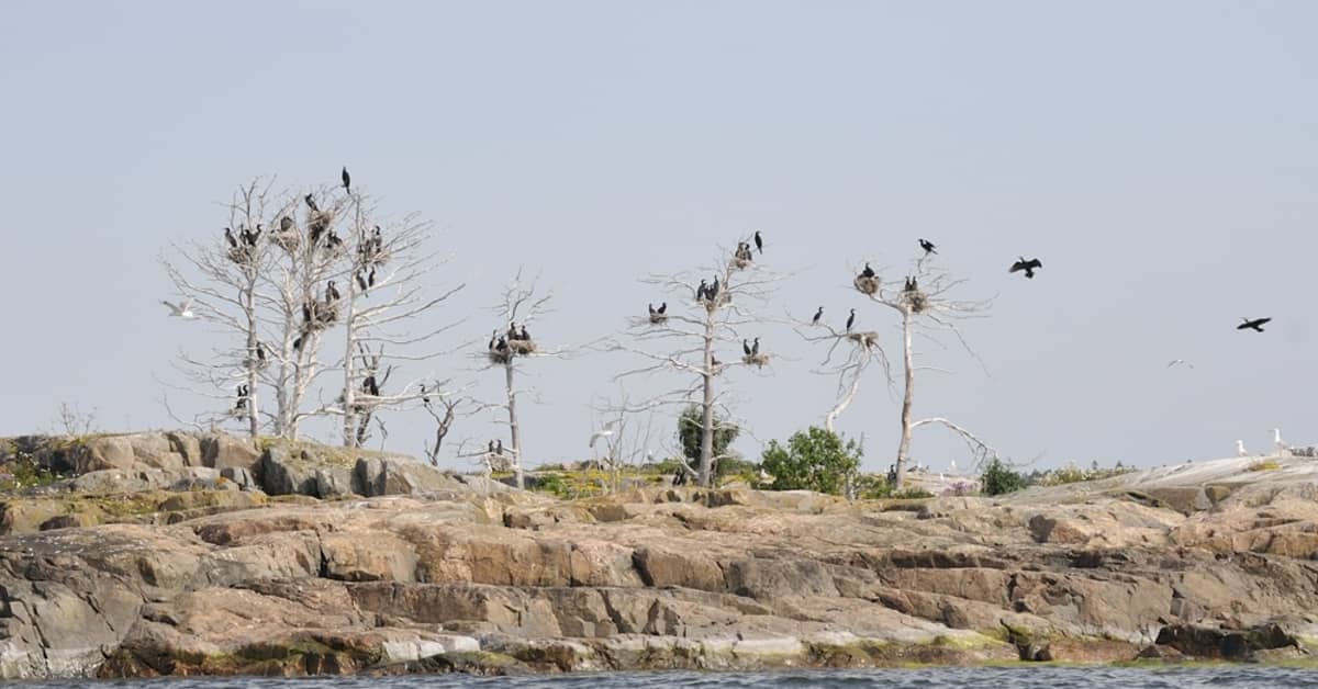 Skarvar får skrämmas | Åboland | Svenska Yle