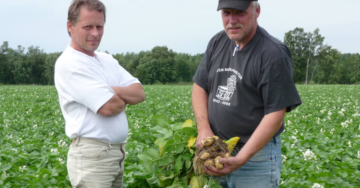Dansk potatis intresserar potatisodlare | Österbotten | Svenska Yle