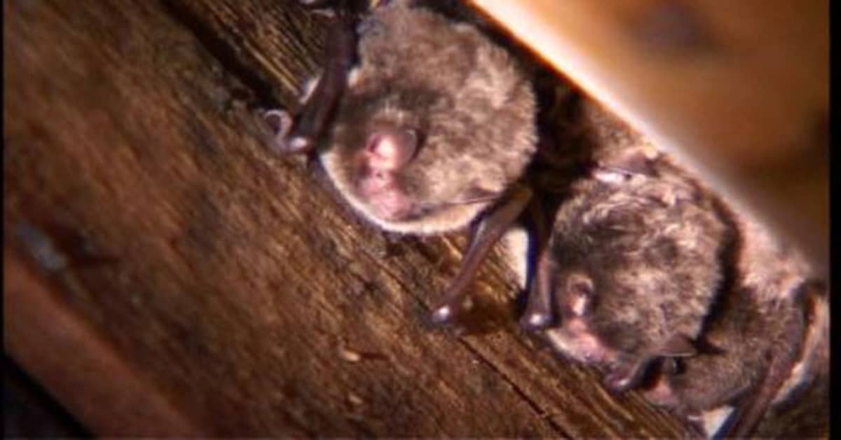 Fladdermöss stör nattsömnen i äldreboende i Sibbo | Östnyland | Svenska Yle