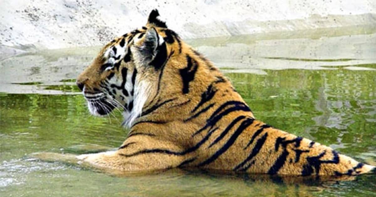 Tiger bet skötare till döds | Utrikes | Svenska Yle