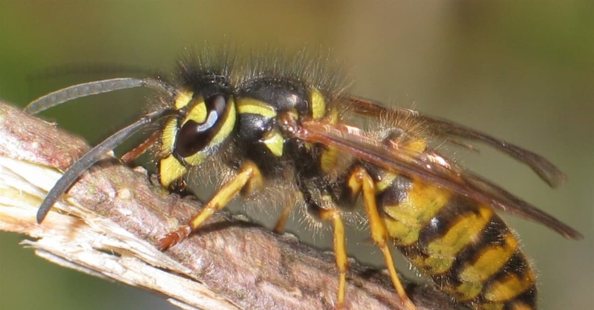 Undvik getingen - duka fram sirap | Huvudstadsregionen | Svenska Yle