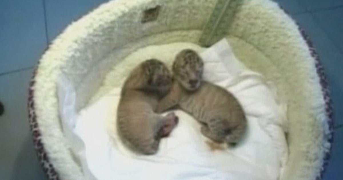 Tiger och lejon fick ungar - se video! | Utrikes | Svenska Yle