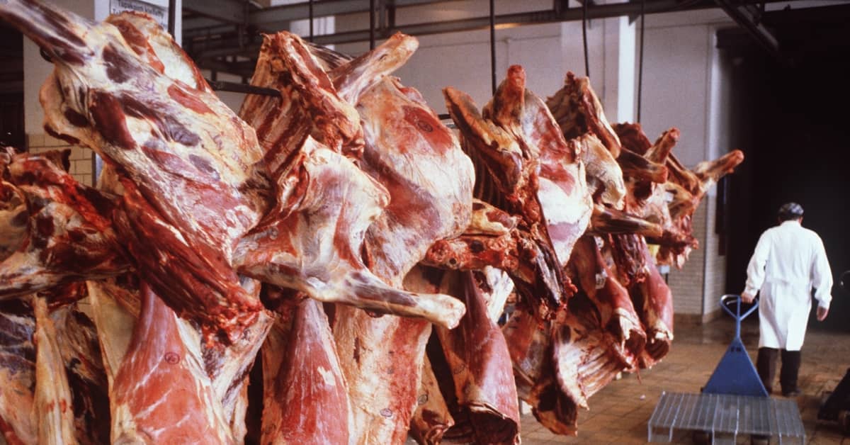 HK Scan åtgärdar djurplågande slakteri | Inrikes | Svenska Yle