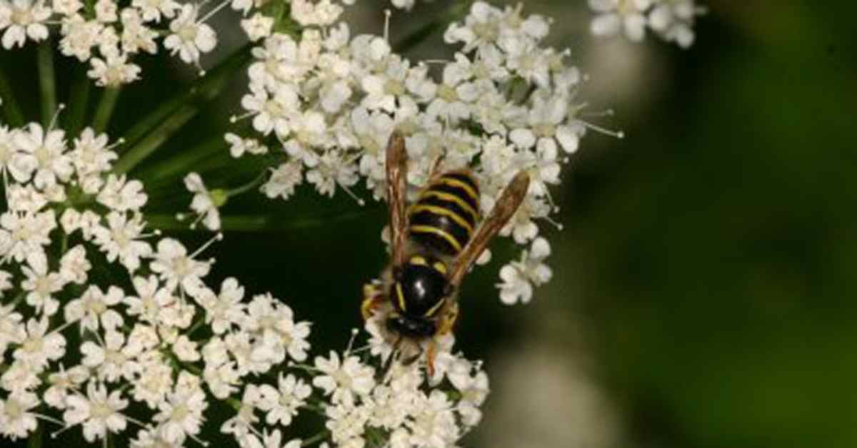 Allergi mot getingstick | Hälsa | Svenska Yle