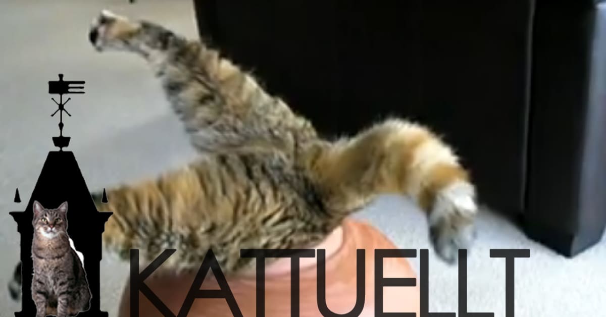 Fet katt fastnar i kruka | X3M | Svenska Yle