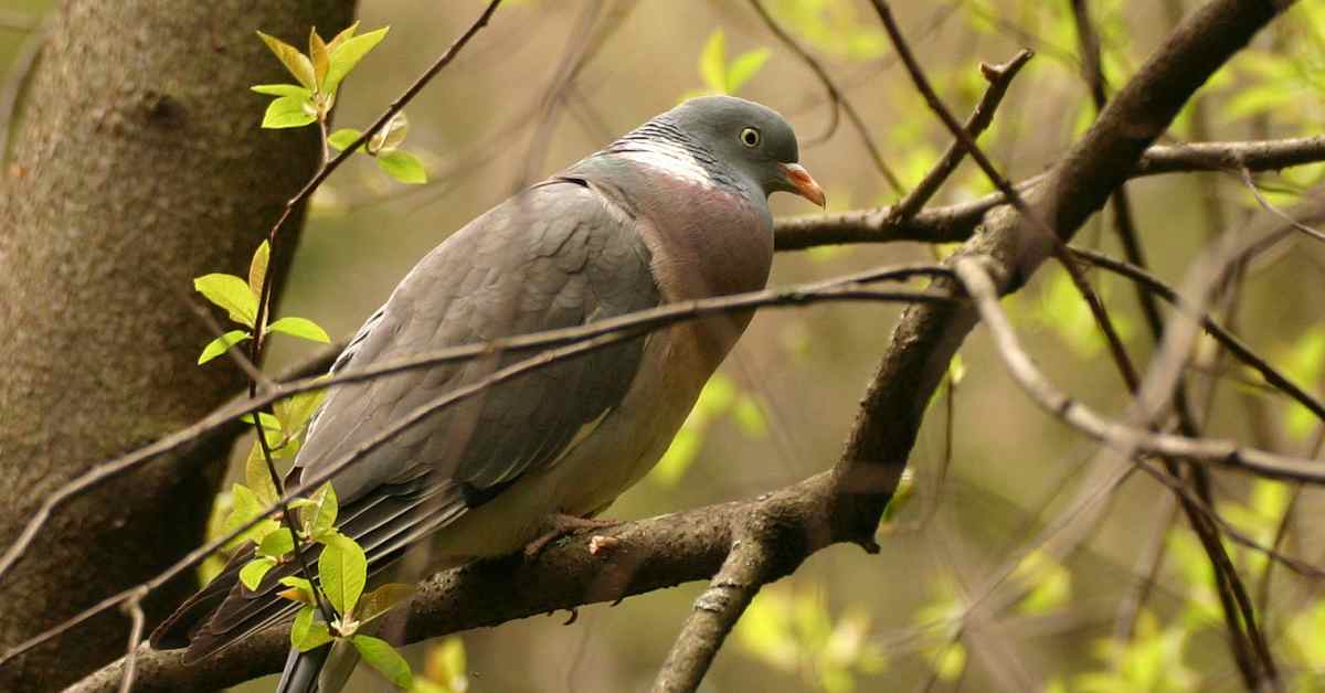 Rördrom eller ringduva? | Österbotten | Svenska Yle