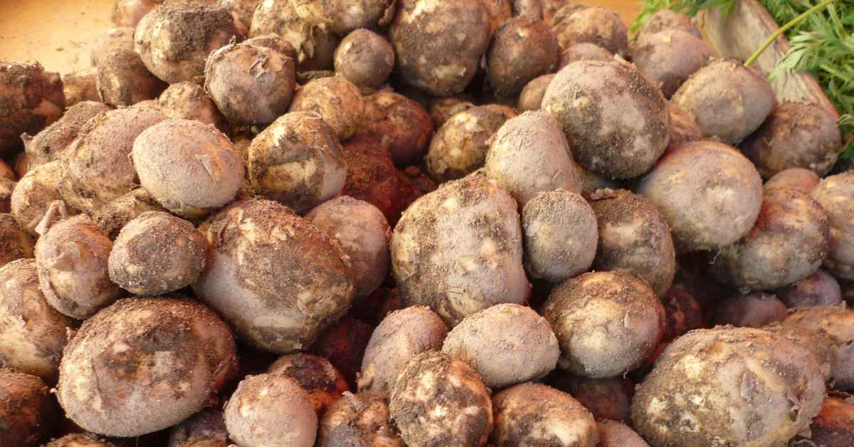 Knappt med nypotatis till midsommaren | Östnyland | Svenska Yle