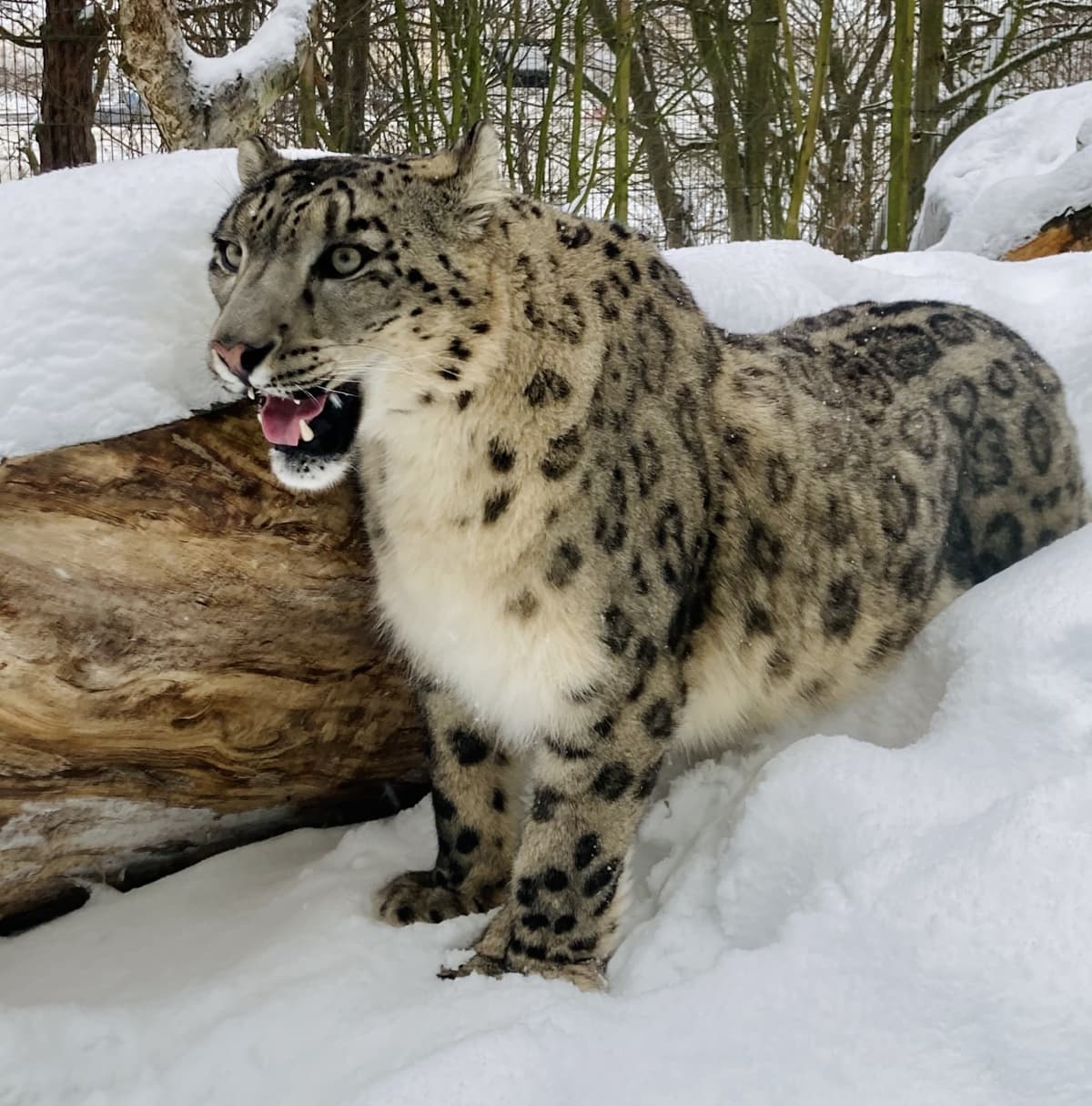 Korona on sairastuttanut myös eläimiä lumileopardeista fretteihin – jos ...