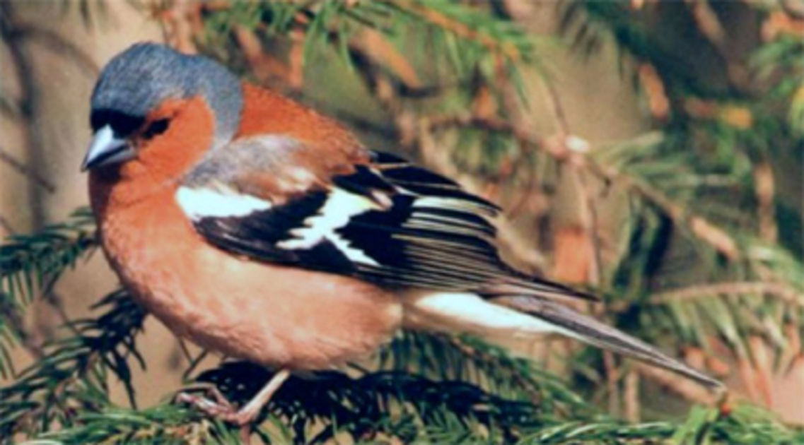 Pikkulinnut tekevät useita poikueita | Yle Uutiset | yle.fi