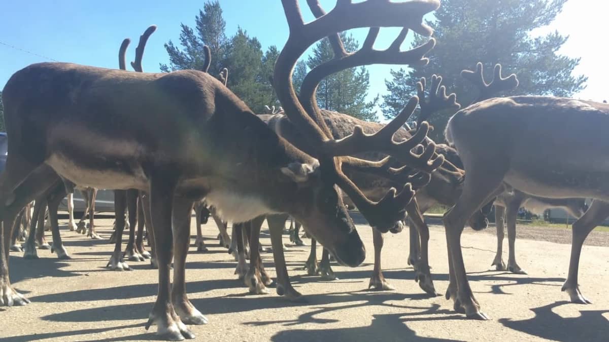 Abnormal heat spurs reindeer to hit the beach | News | Yle Uutiset