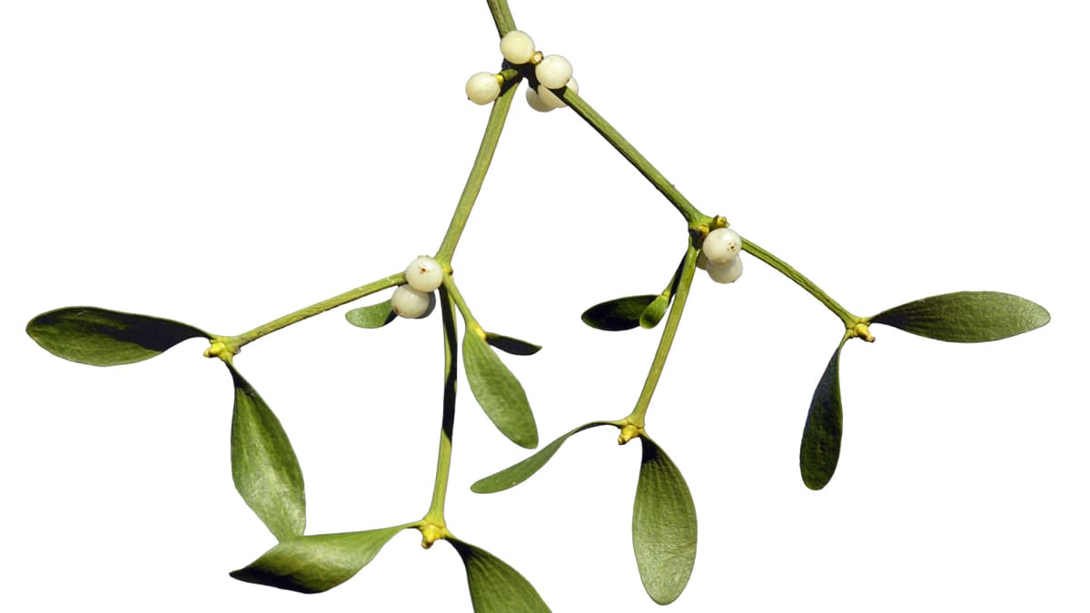 Oletko sinäkin suudellut jouluna väärän kasvin alla? Misteliksi luultu ...