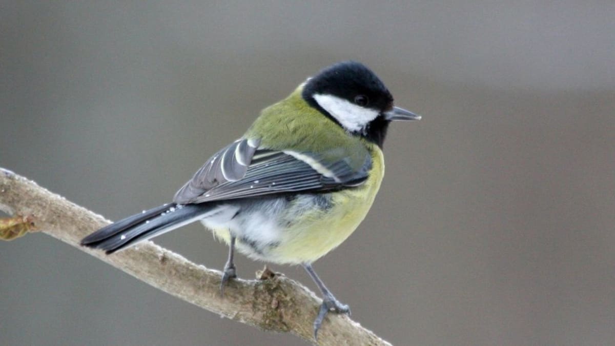 Peippoja pesii Suomessa miljoonia, kiljuhanhi kokee jopa yksinäisyyttä ...