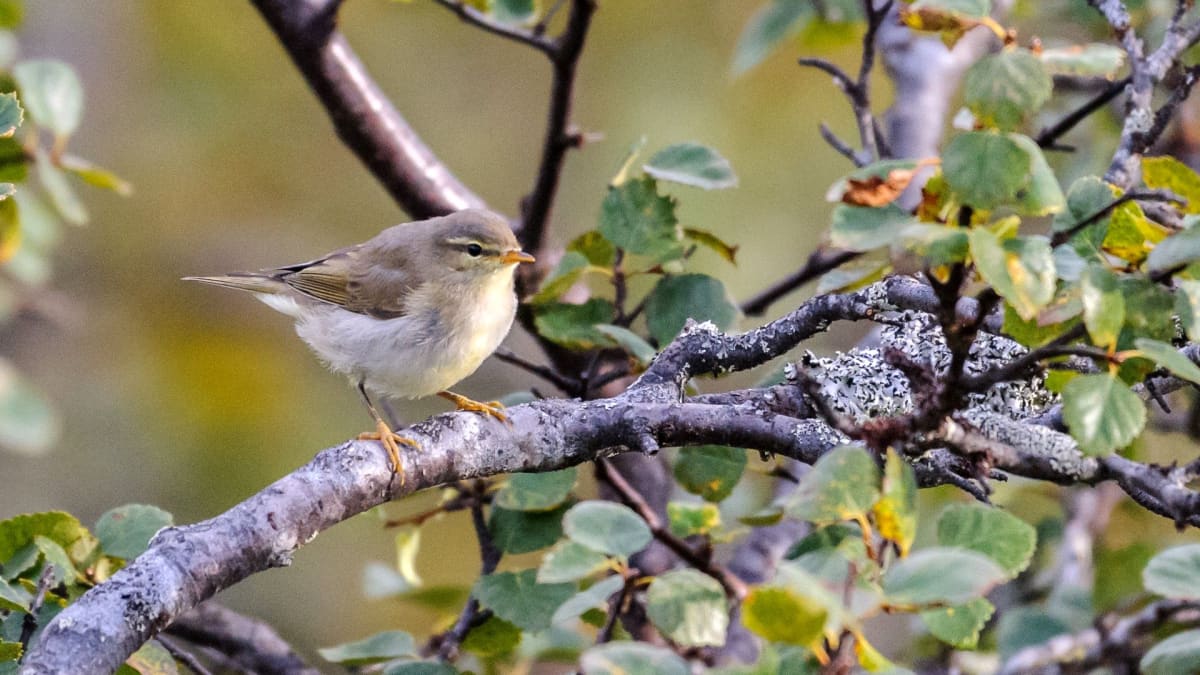 Peippoja pesii Suomessa miljoonia, kiljuhanhi kokee jopa yksinäisyyttä ...