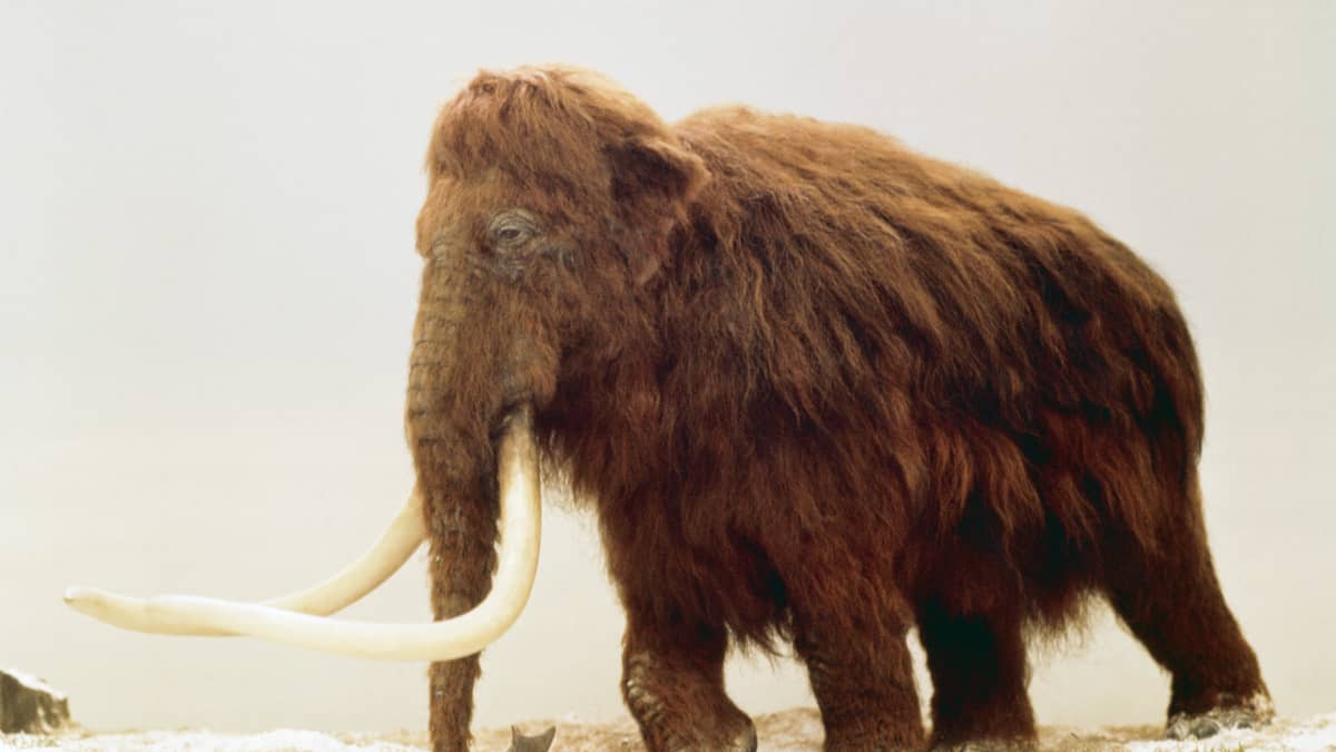 Neandertalilaisten DNA:n analyysit osoittavat naisten olleen luotuja ...